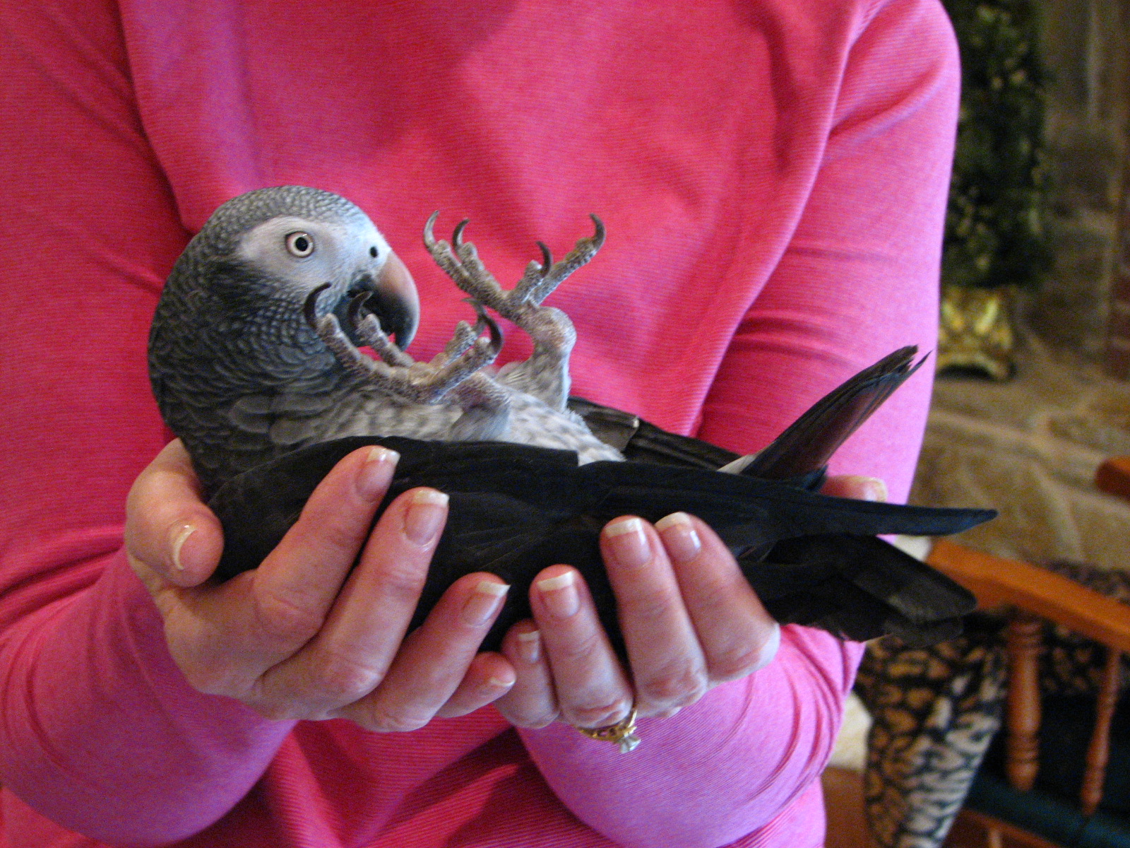 Birds, Cats and a JSS Bee | Just Sayin' Sew