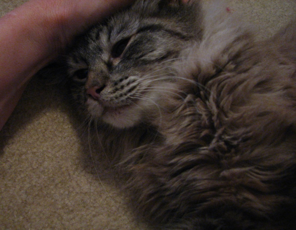 Miss Kitty | Just Sayin' Sew